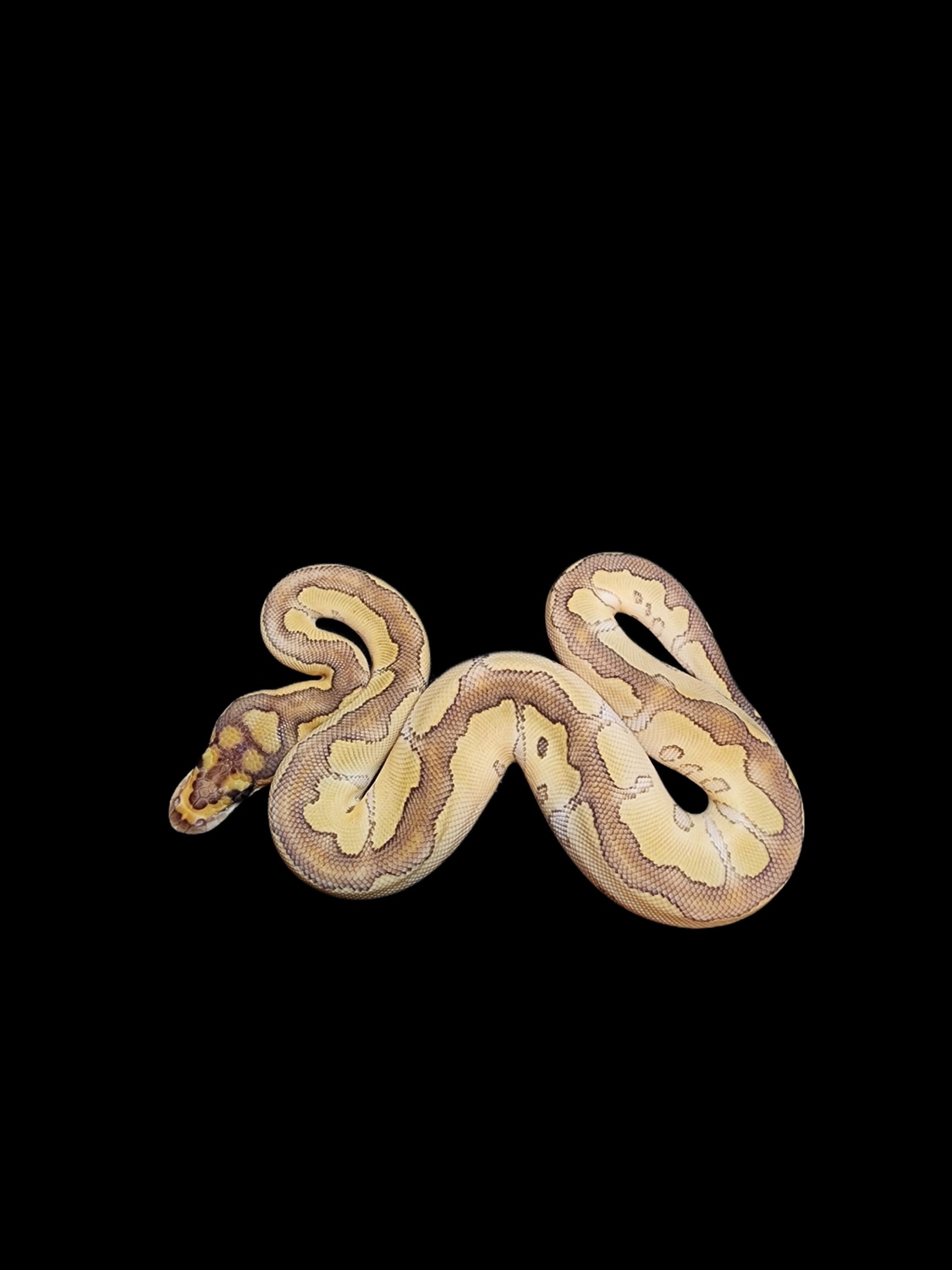 Butter Enchi Clown 50% Lavender Albino Ball Python by Jersey Ballz ...