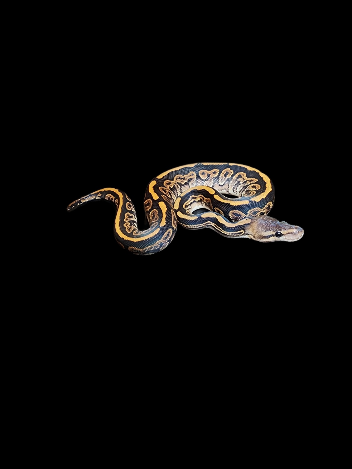 Black Pastel TH Lavender Albino Orange Hypo Generic Stripe Ball Python ...