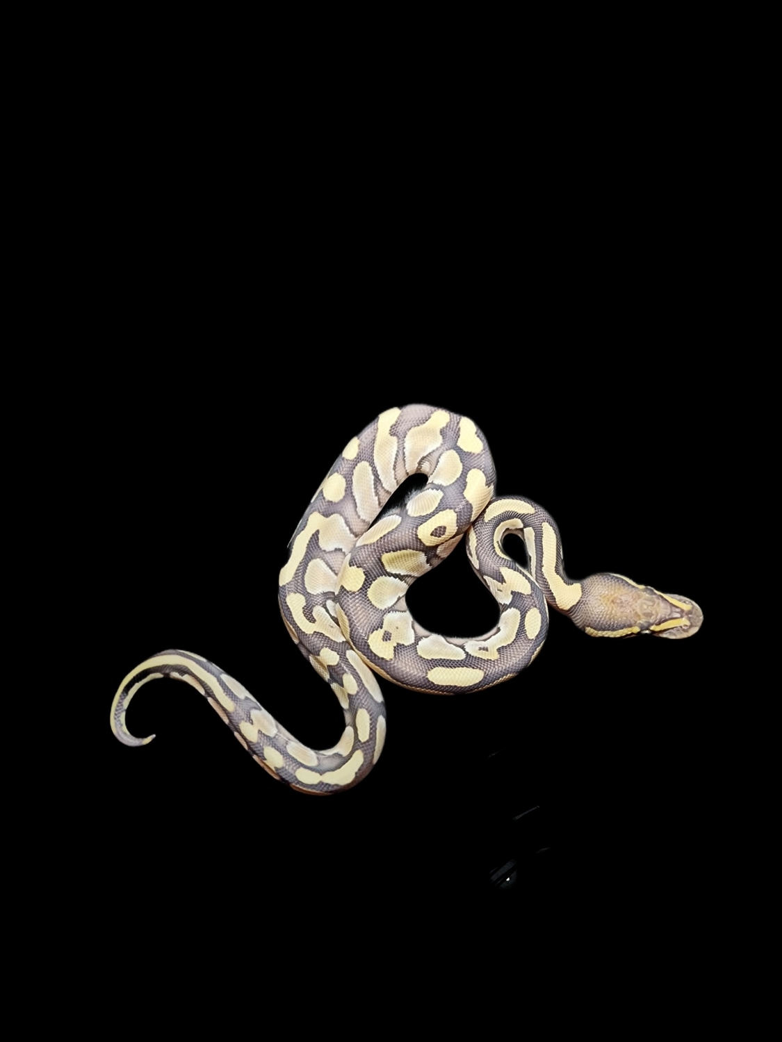 Lesser Desert Ghost 100% Het Hypo Ball Python by Jersey Ballz - MorphMarket