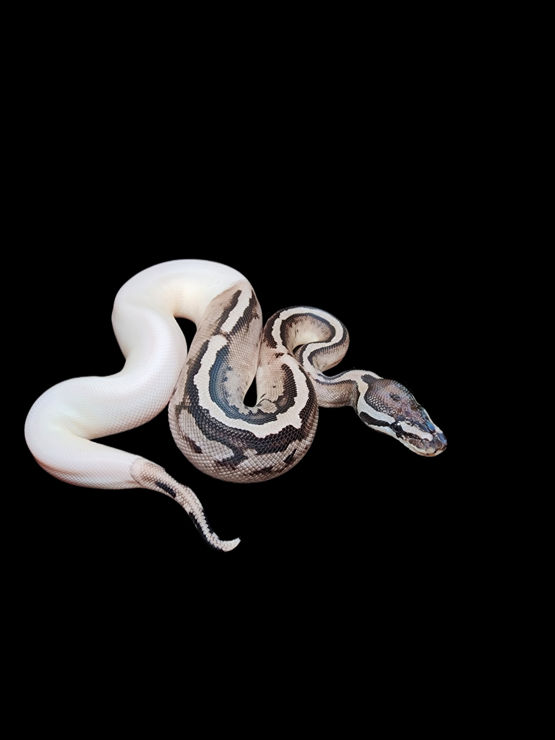 VPI Axanthic Pied Ball Python by Jersey Ballz - MorphMarket