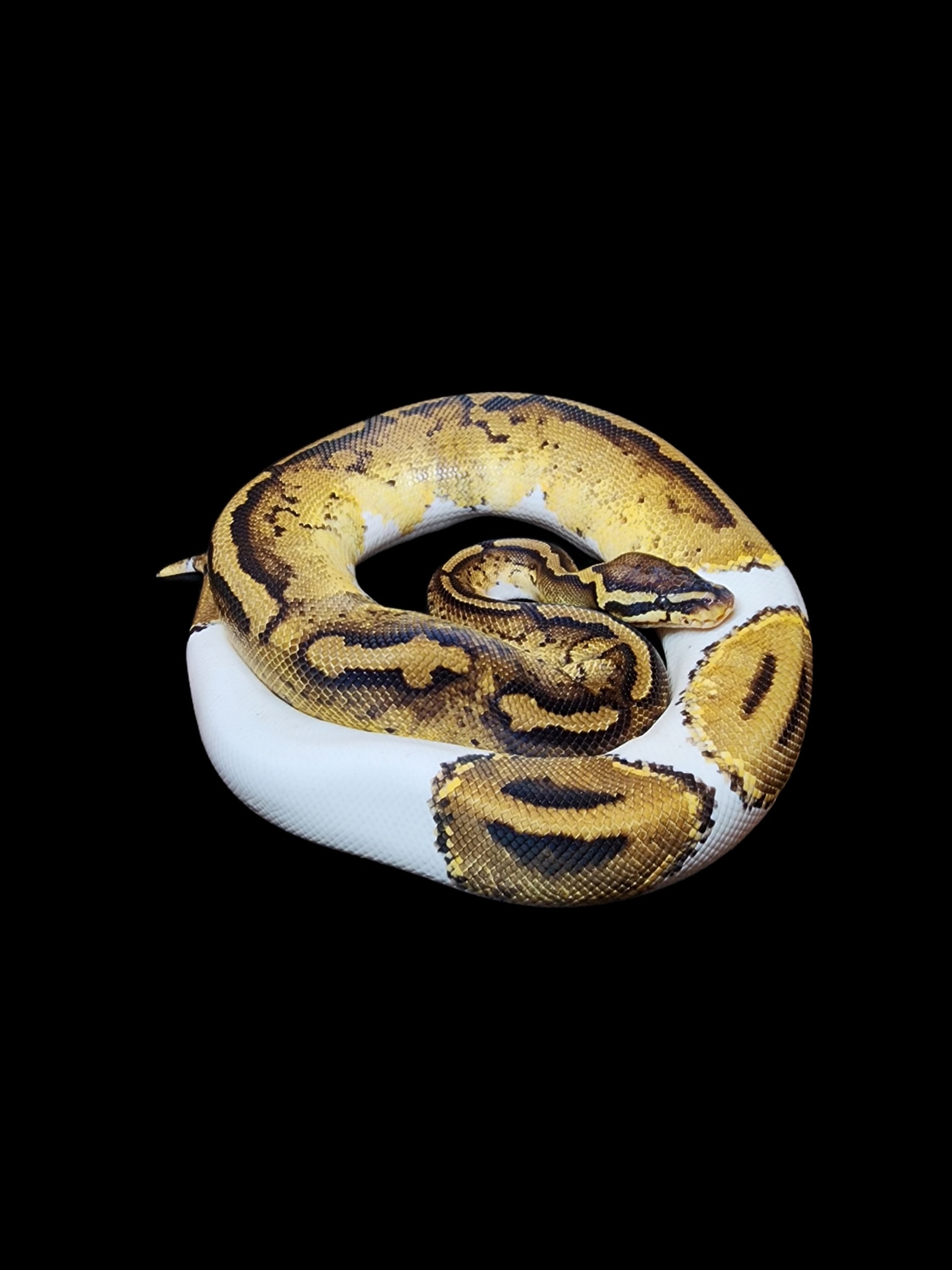 Pastel Pied DH VPI Axanthic Hypo Ball Python by Jersey Ballz - MorphMarket