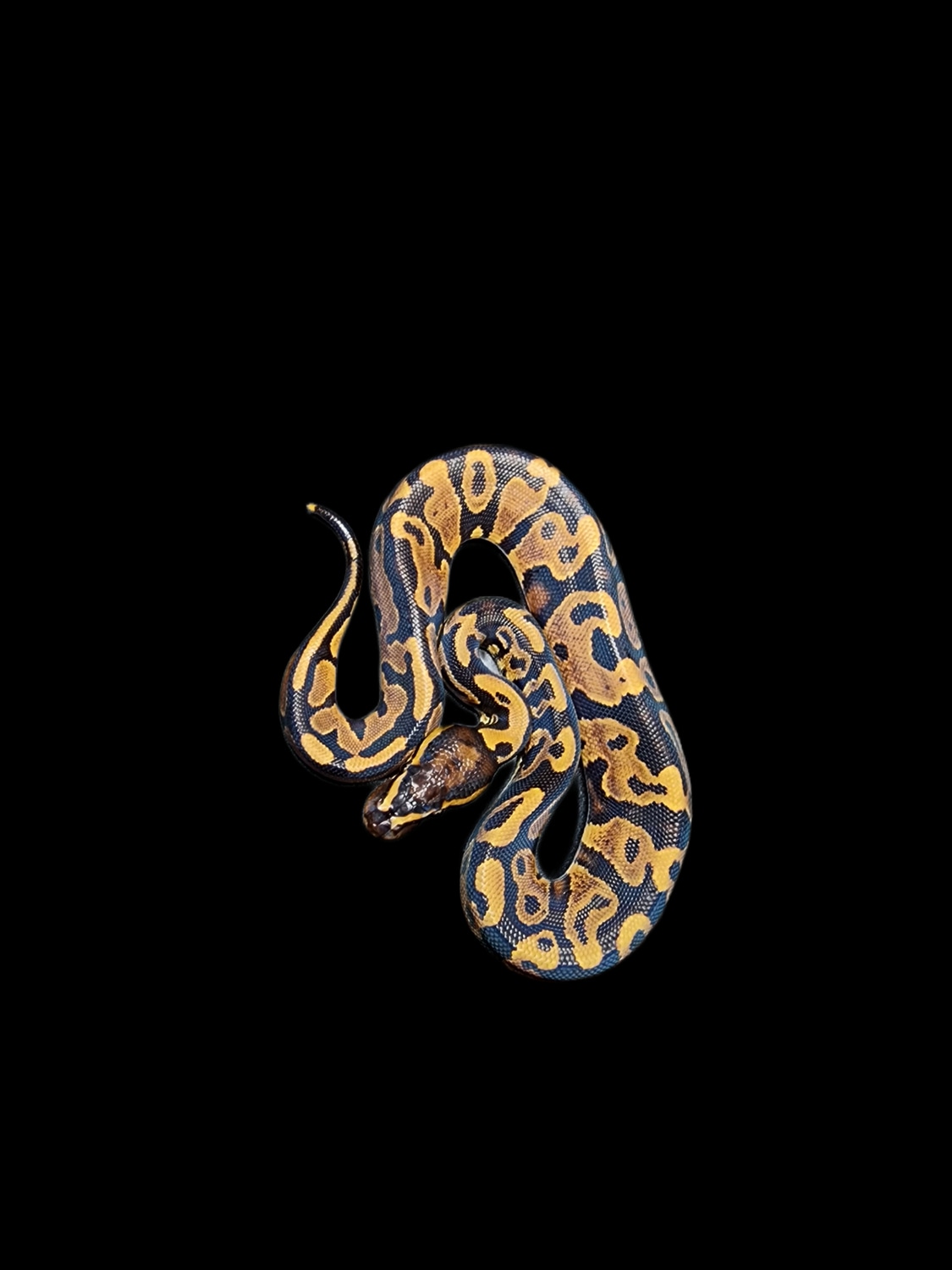 Asphalt 50% Het Pied Ball Python by Jersey Ballz - MorphMarket