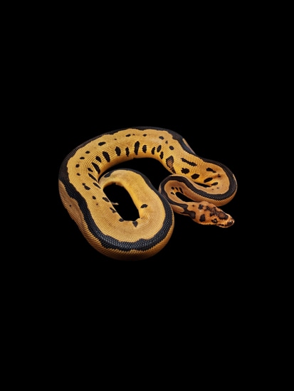 Red Stripe Leopard Blade Clown Ball Python by JerseyBallz