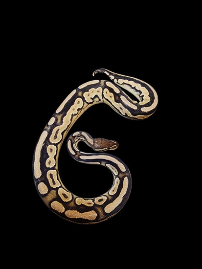 Cinnamon Orange Dream Yellow Belly Het Puzzle Ball Python by JerseyBallz
