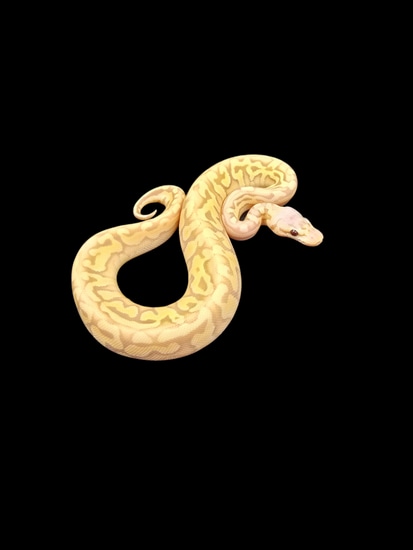 Super Pastel Red Gene Yellow Belly Banana Puzzle Ball Python by Jersey ...