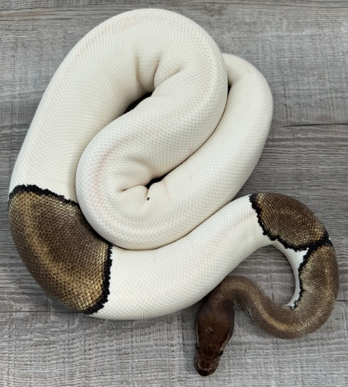 NO RESERVE Mojave Pied Ball Python by Serpent House