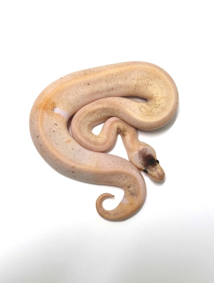 Calico Champagne Het Paint 50% Het Pied Ball Python by Serpent House