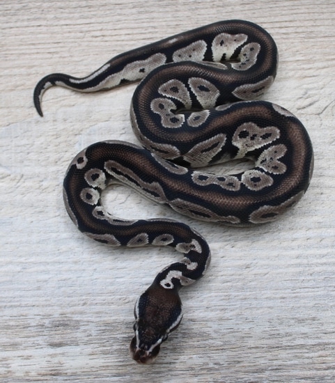 Pastel Black Head VPI Axanthic Ball Python by Serpent House