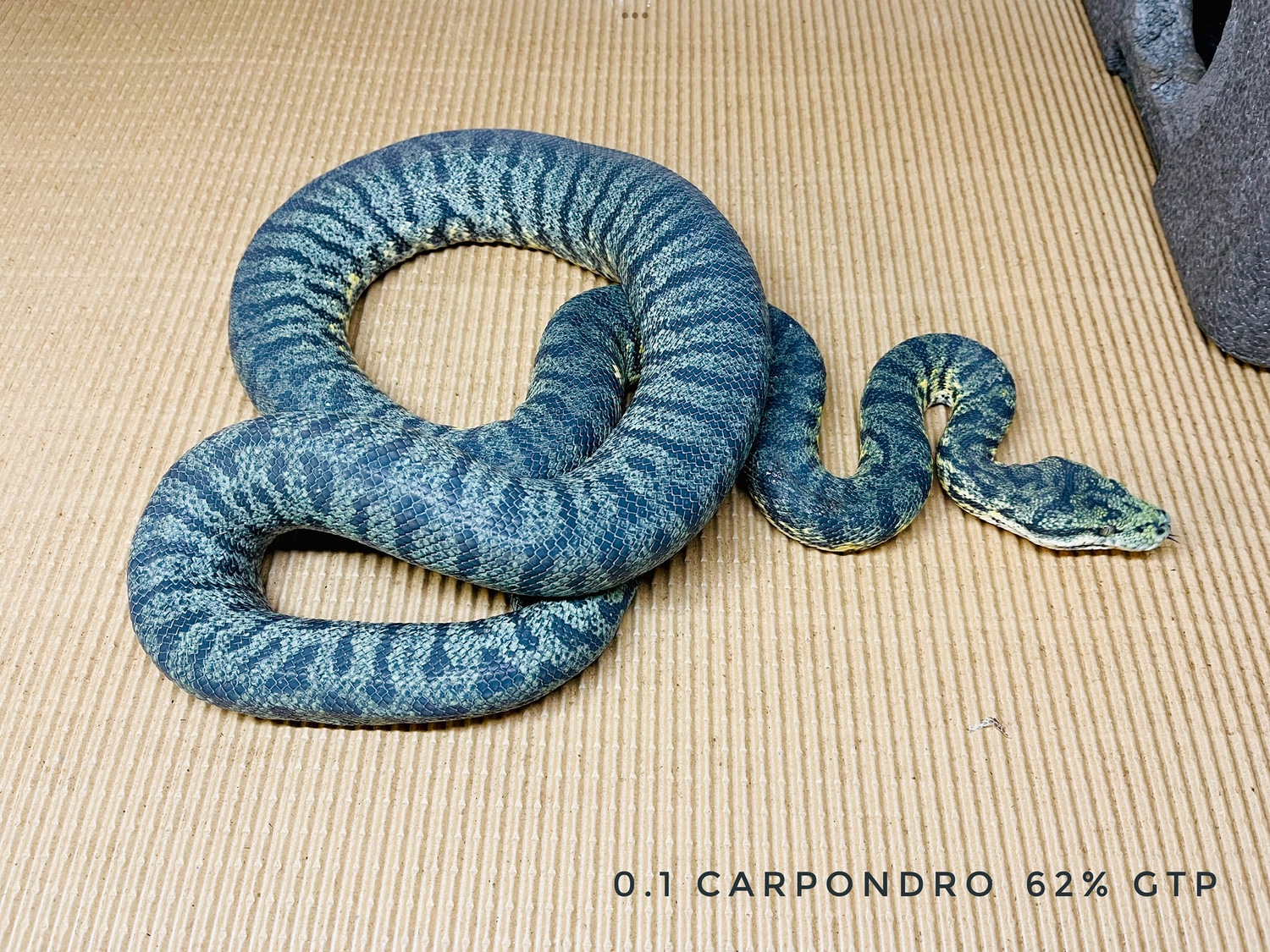 62% Carpondro (Snowflake Line) Other Carpet Python by Jespo Python's ...