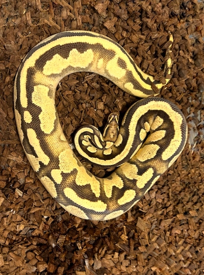 High Intensity OD YB Fire Ball Python by Jespo Python's