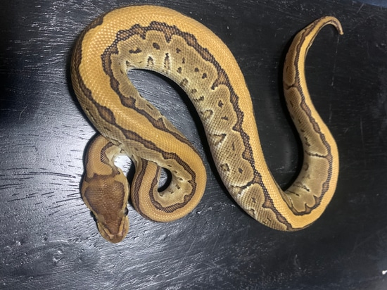 Jigsaw Ball Python by Legacy Royals