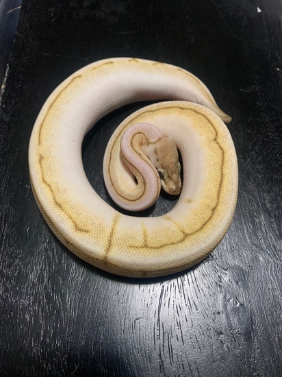 Kingspin Poss Calico Ball Python by Legacy Royals