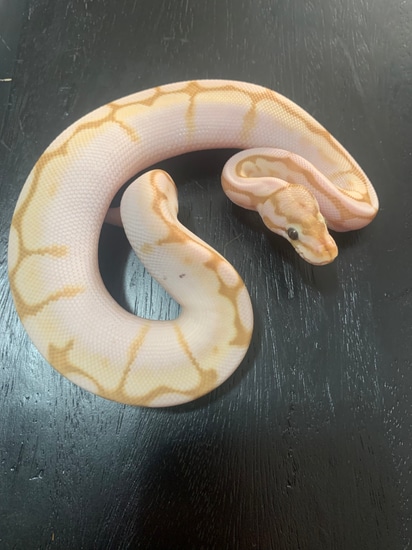 Banana Lesserbee Poss Sugar Ball Python by Legacy Royals