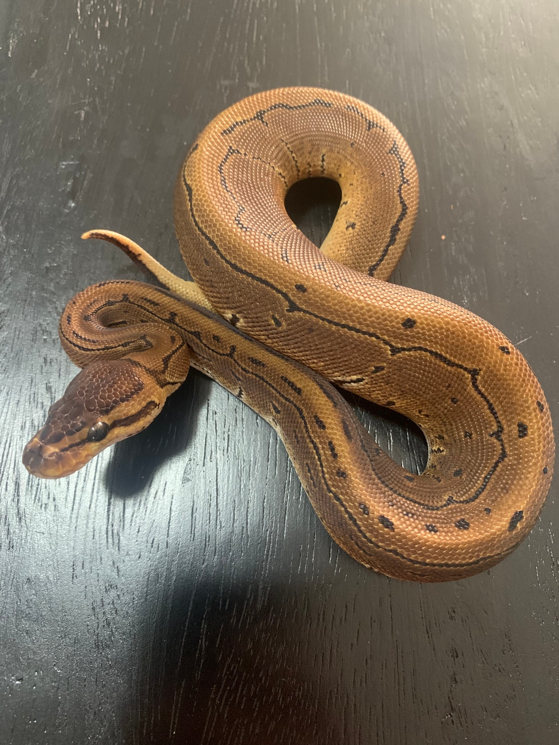 Pinstripe Poss Blade Ball Python by Legacy Royals - MorphMarket