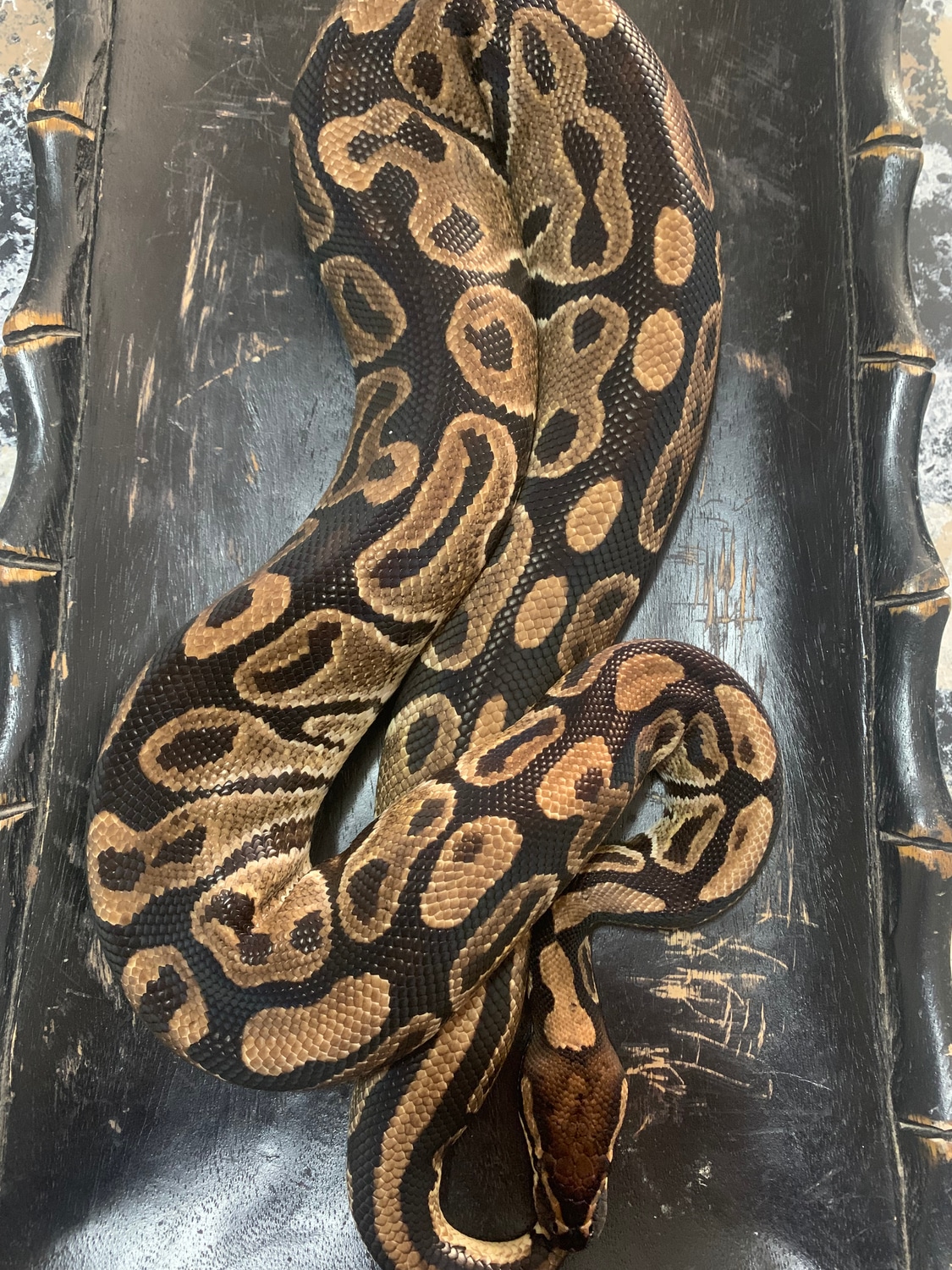 Import Ball Python by Legacy Royals - MorphMarket