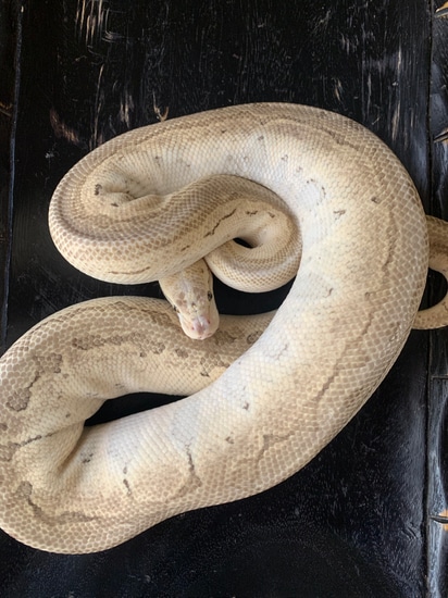 Emperor Pinstripe Ball Python by Legacy Royals