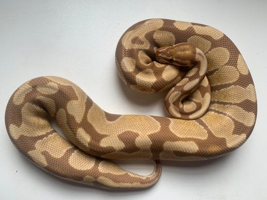 Ultramel Ball Python by Legacy Royals
