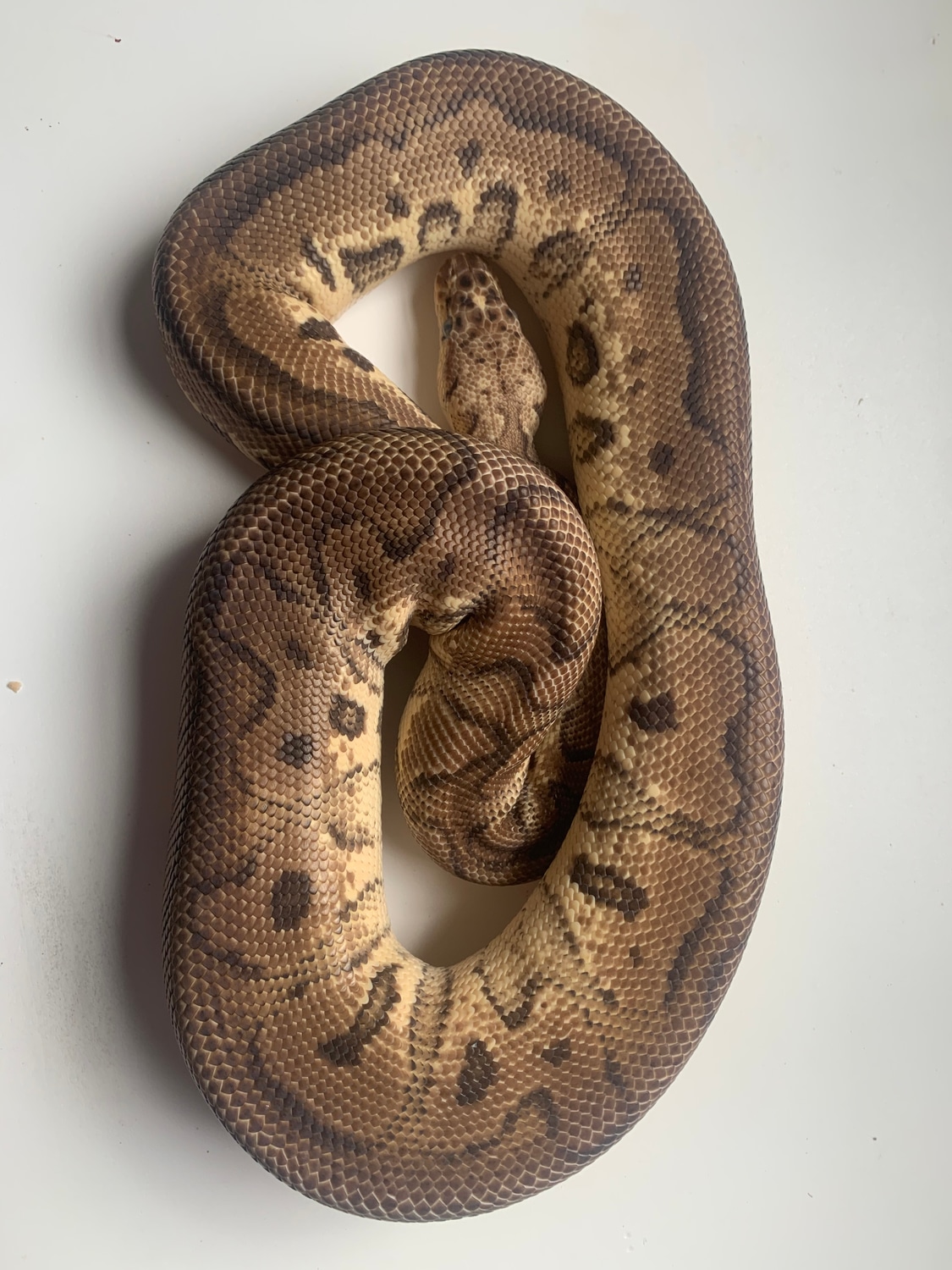 Pastel Clown Ball Python by Legacy Royals - MorphMarket