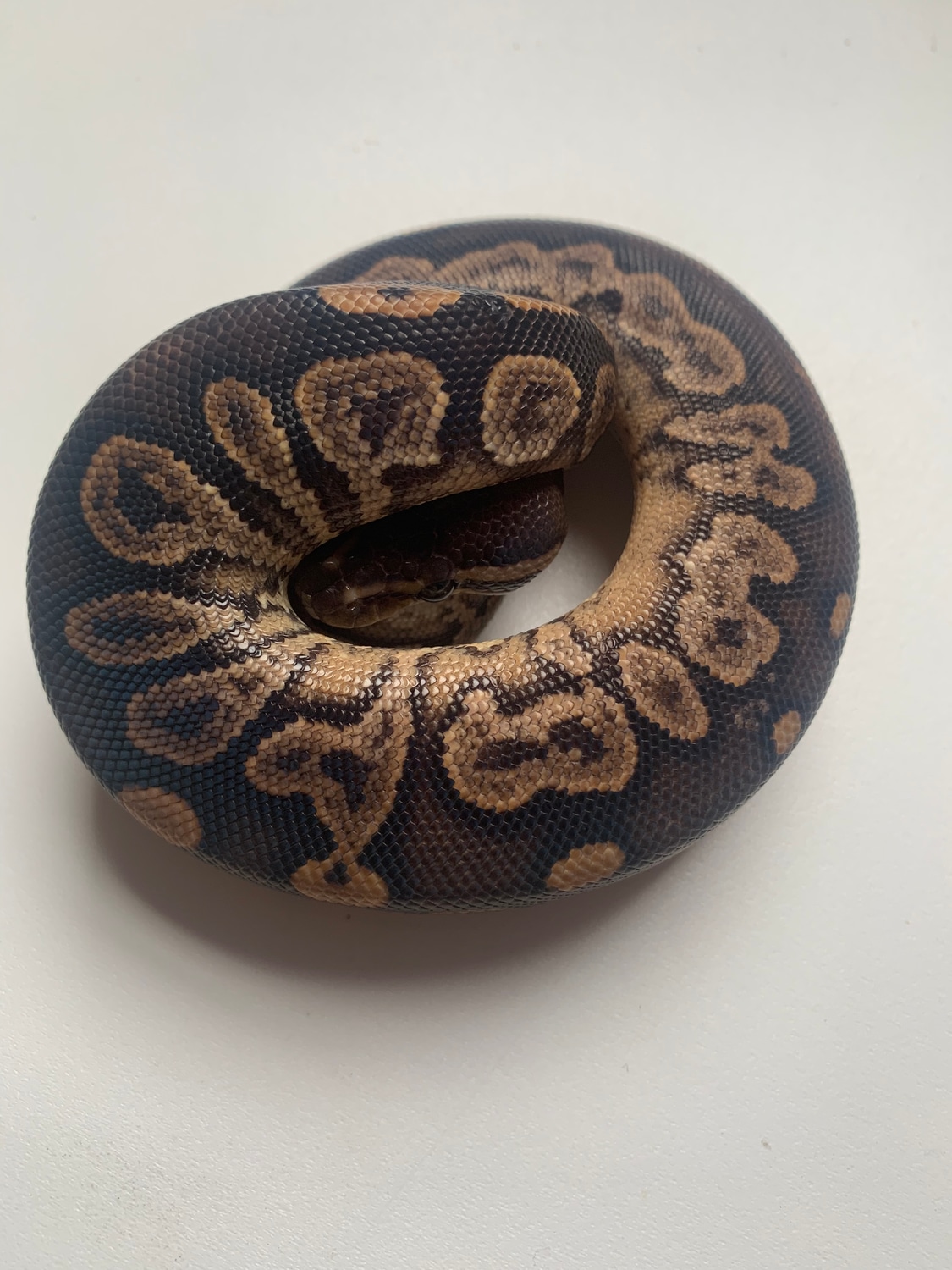 Black Pastel Calico Ball Python by Legacy Royals - MorphMarket