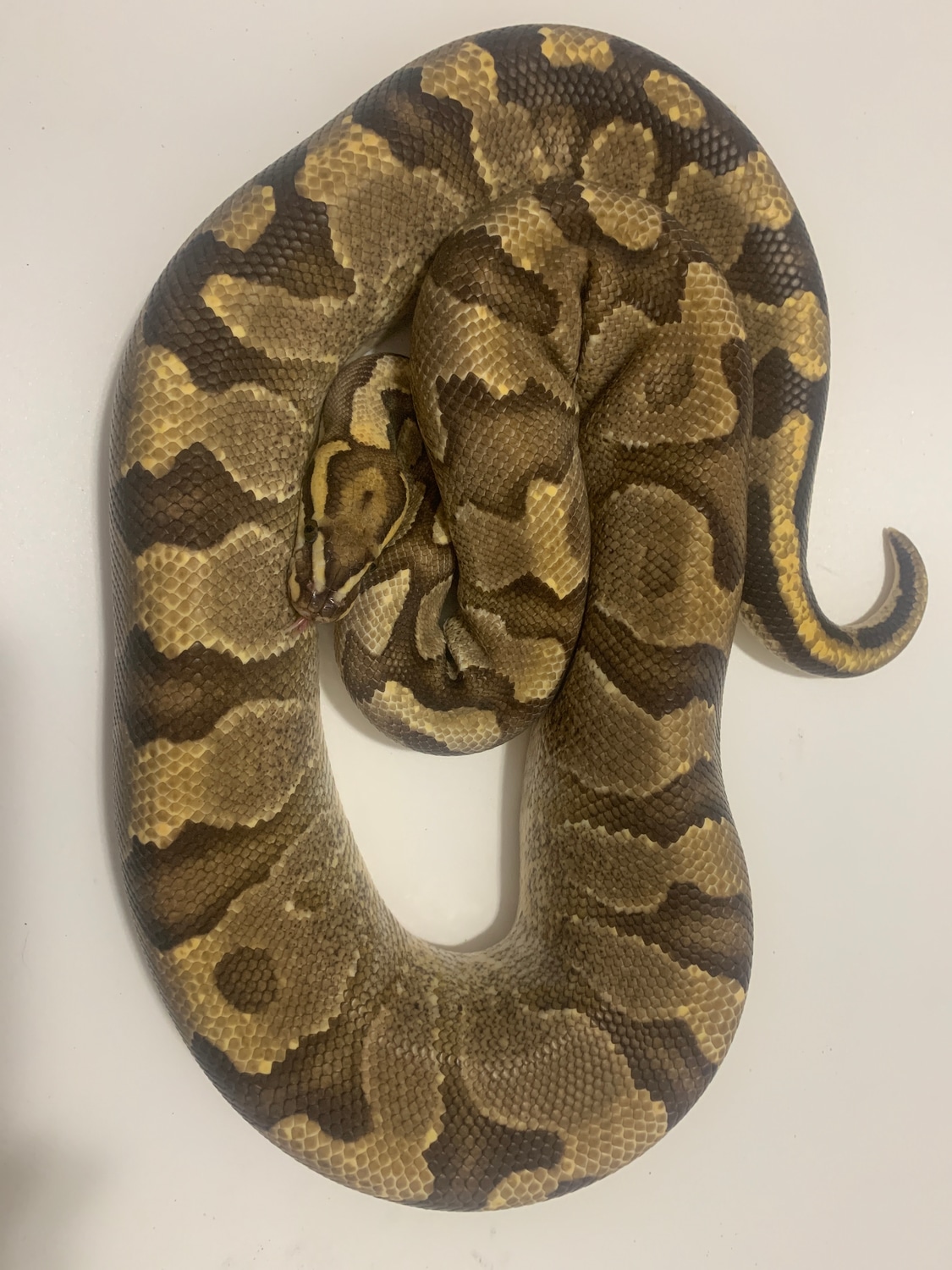 Enchi Fire YB Het Hypo Ball Python by Legacy Royals - MorphMarket