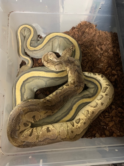 TH Hypo, Genetic Stripe, Clown Ball Python by Legacy Royals