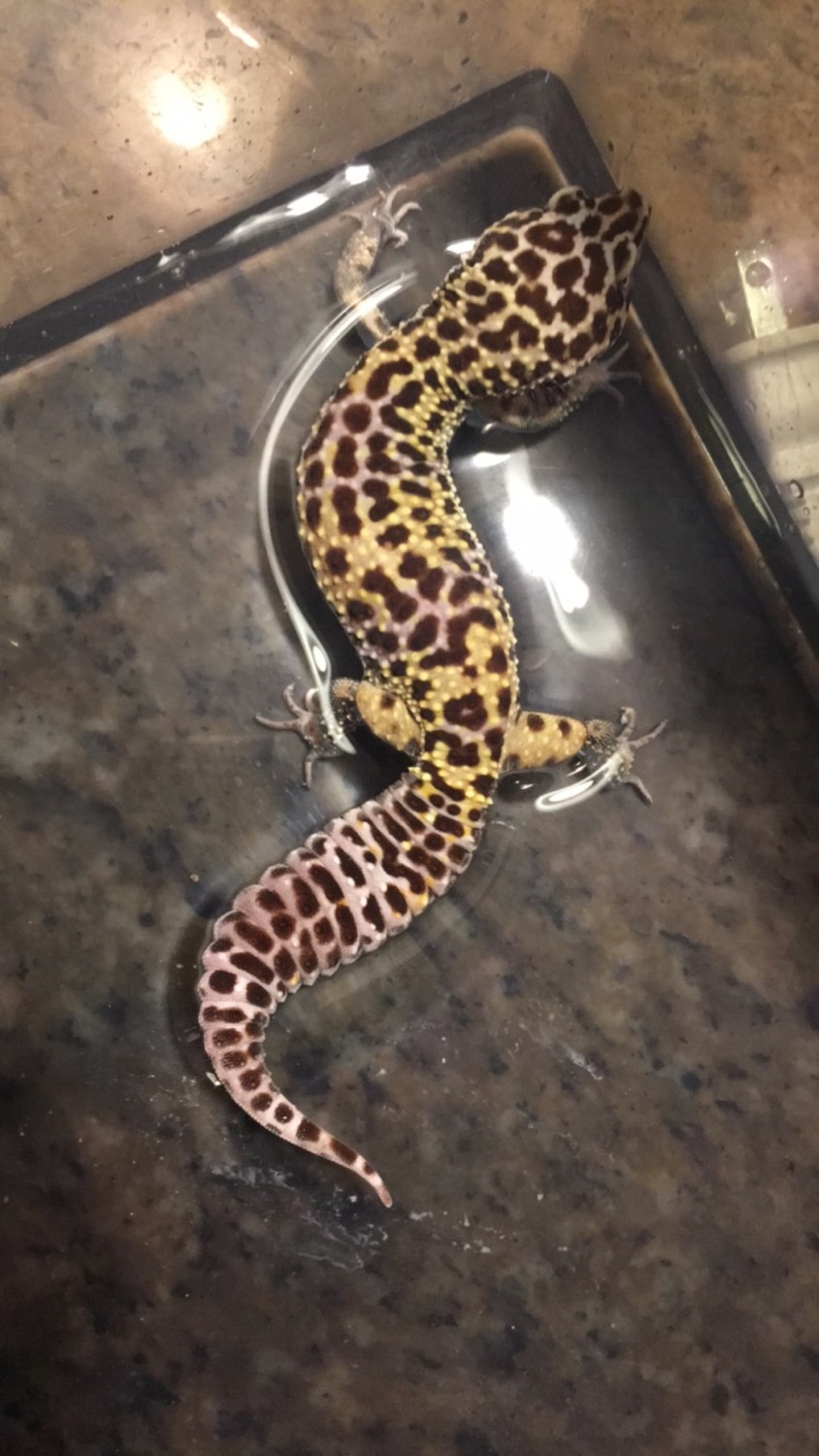 Female Normal Leopard Gecko by Bay State Reptiles - MorphMarket