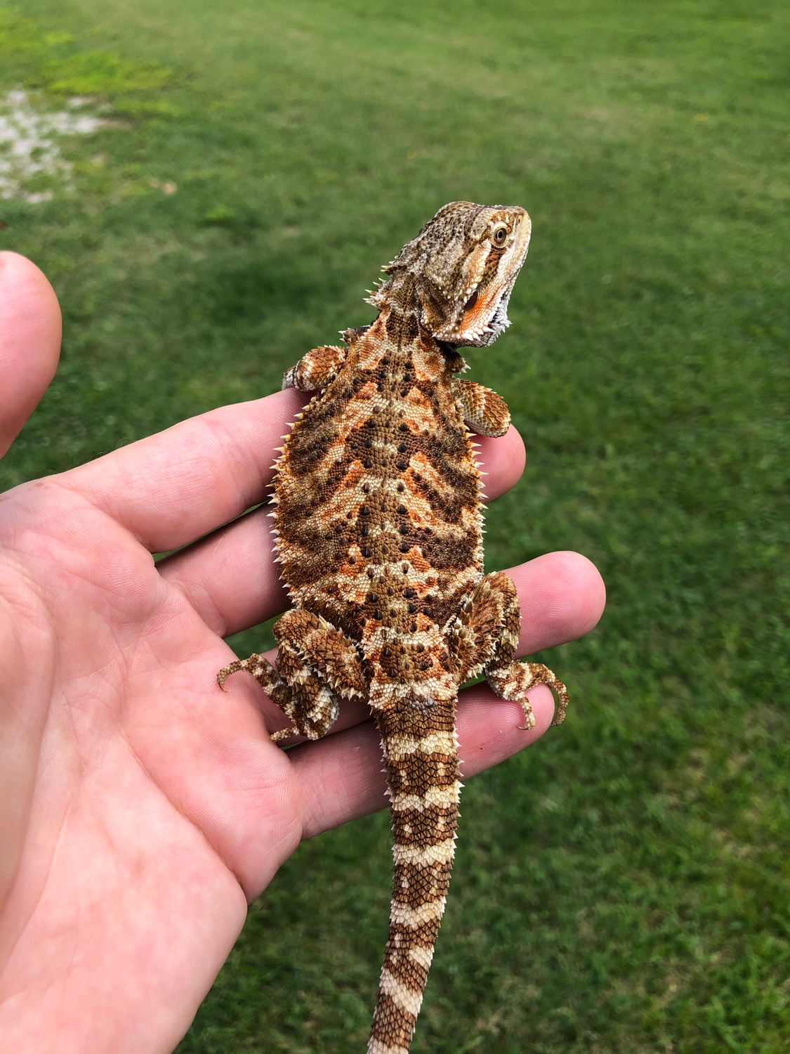 Hypo Rainbow Tiger Central Bearded Dragon by Jasper Dragons - MorphMarket