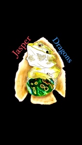Jasper Dragons - MorphMarket