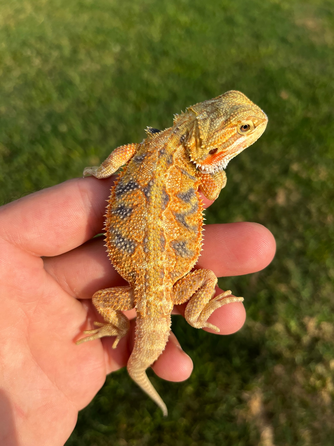 Hypo Rainbow Tiger Central Bearded Dragon by Jasper Dragons - MorphMarket
