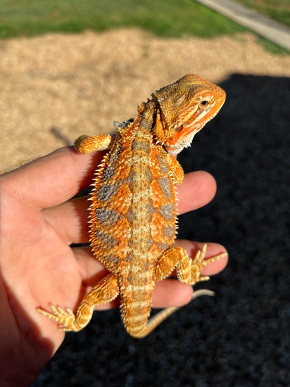 Awesome Hypo Tiger Central Bearded Dragon by Jasper Dragons