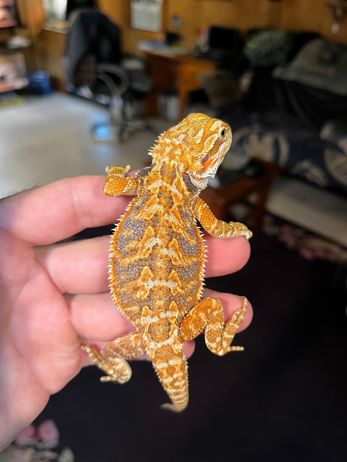 Rainbow Tiger Central Bearded Dragon by Jasper Dragons - MorphMarket