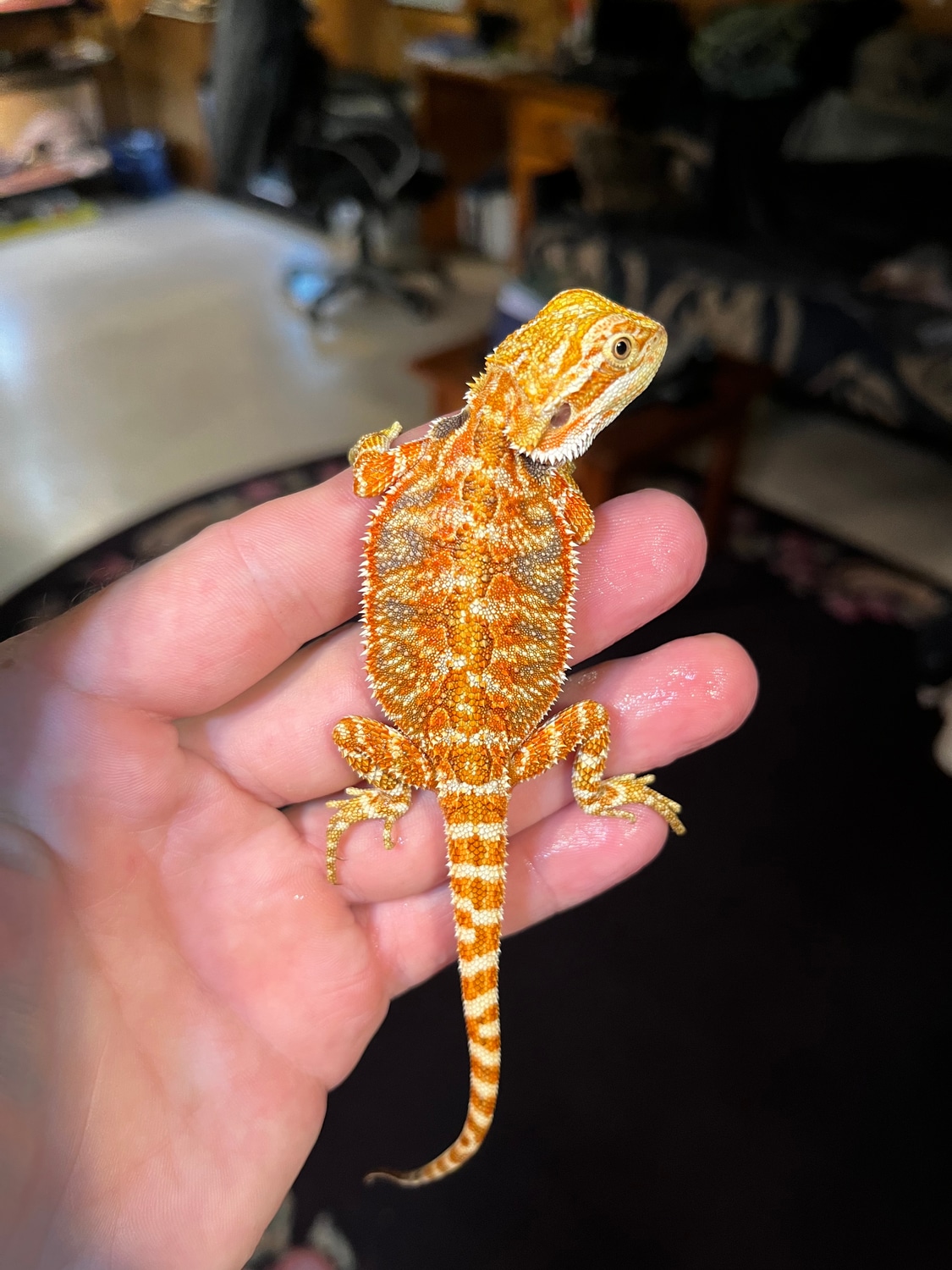 Rainbow Tiger Central Bearded Dragon by Jasper Dragons - MorphMarket