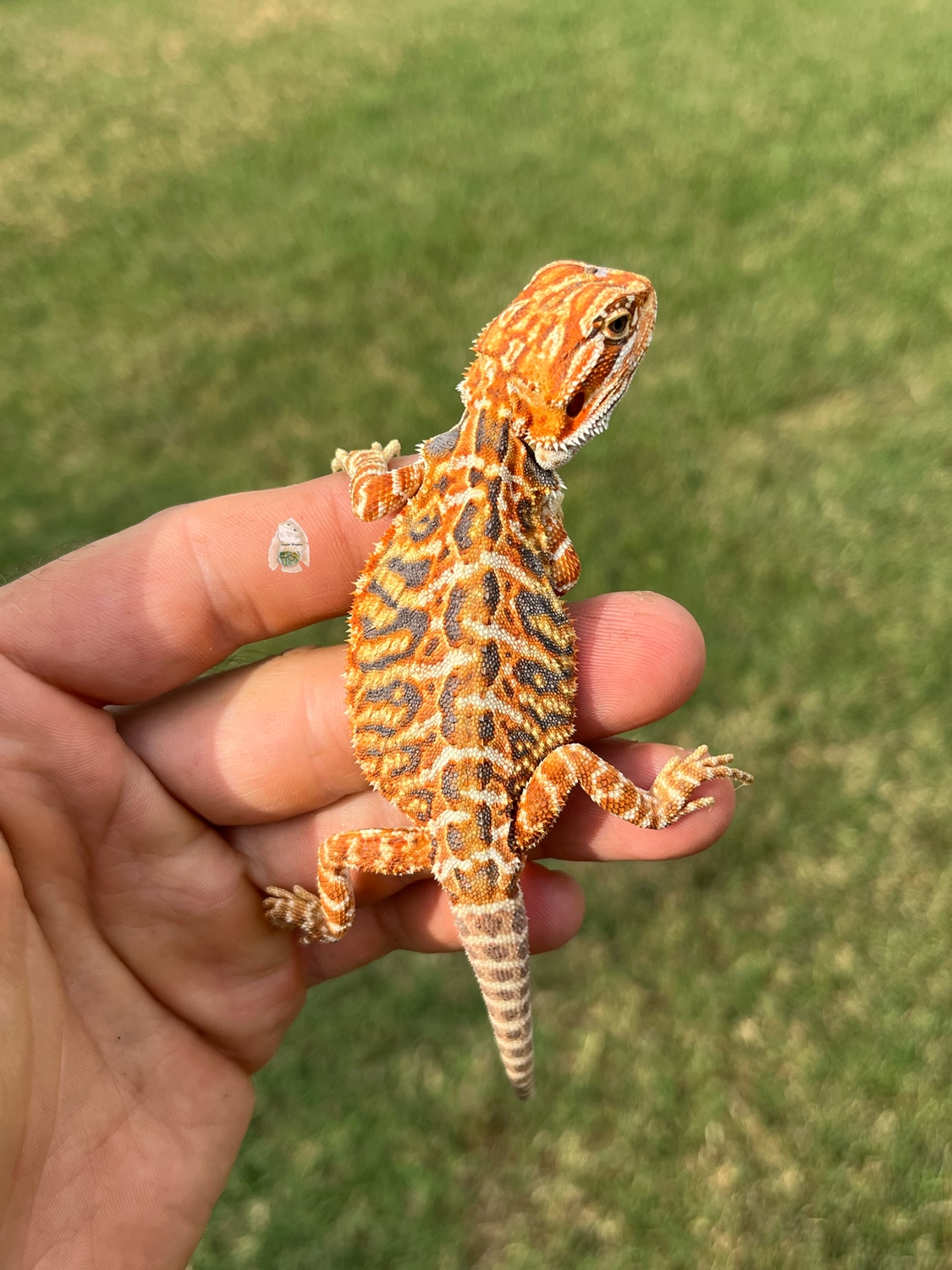 Hypo Leatherback Tiger Central Bearded Dragon by Jasper Dragons ...