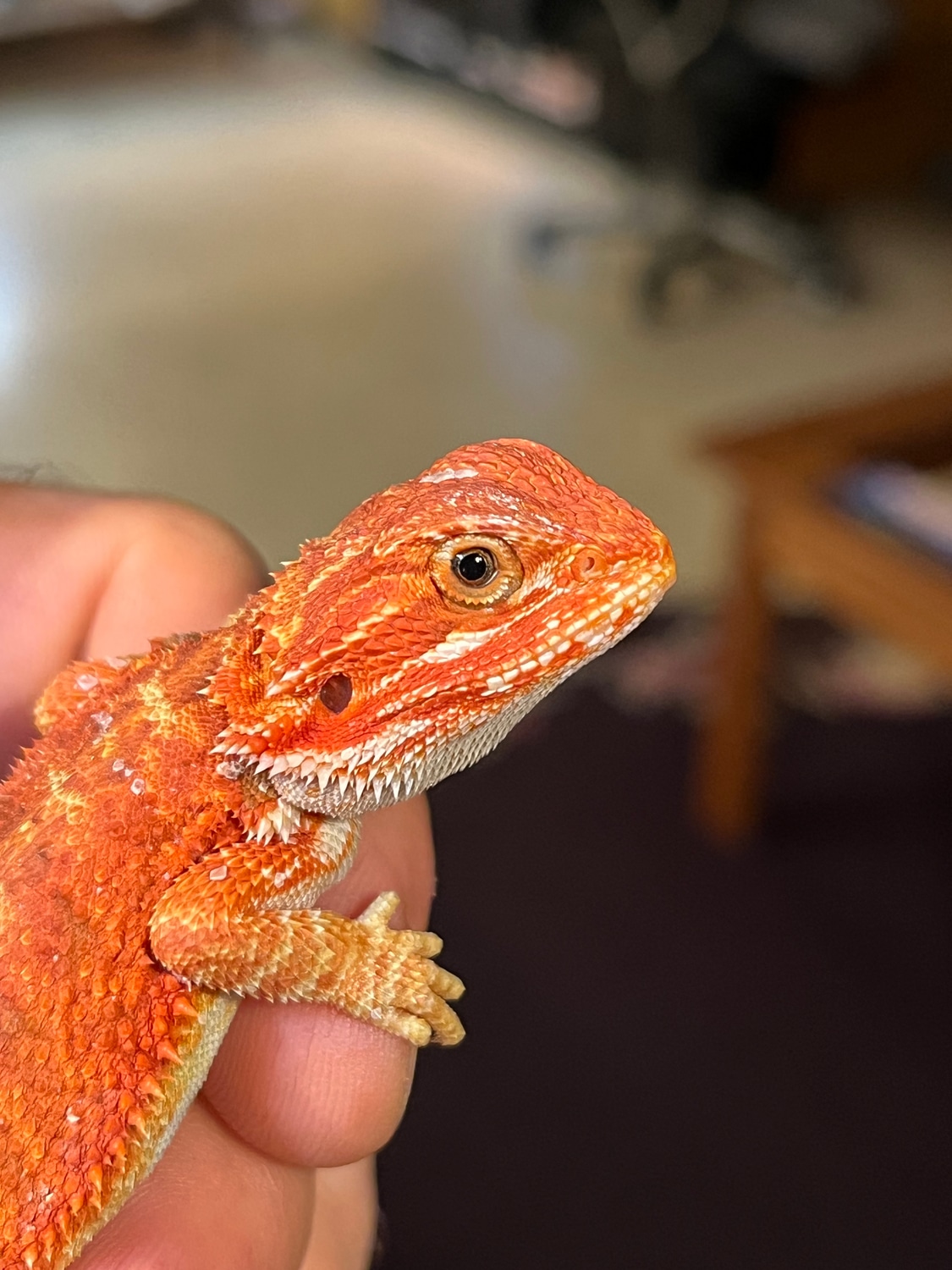 Hypo Translucent Central Bearded Dragon by Jasper Dragons - MorphMarket