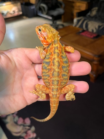 Hypo Translucent Leatherback Central Bearded Dragon by Jasper Dragons