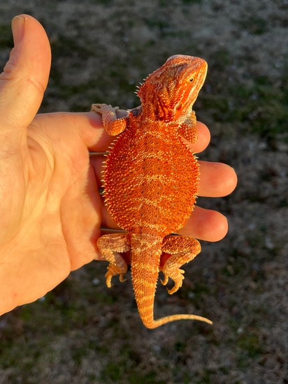 Hypo Red Tiger Central Bearded Dragon by Jasper Dragons