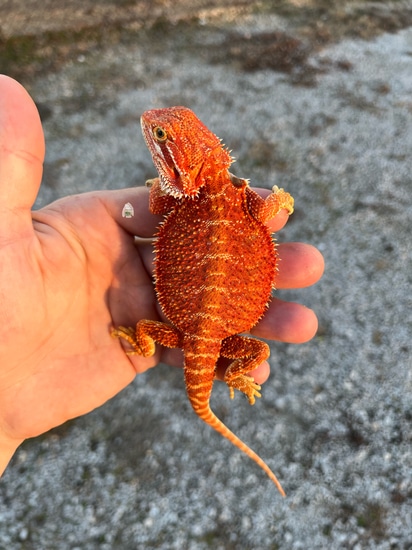 Red Hypo Tiger Central Bearded Dragon by Jasper Dragons
