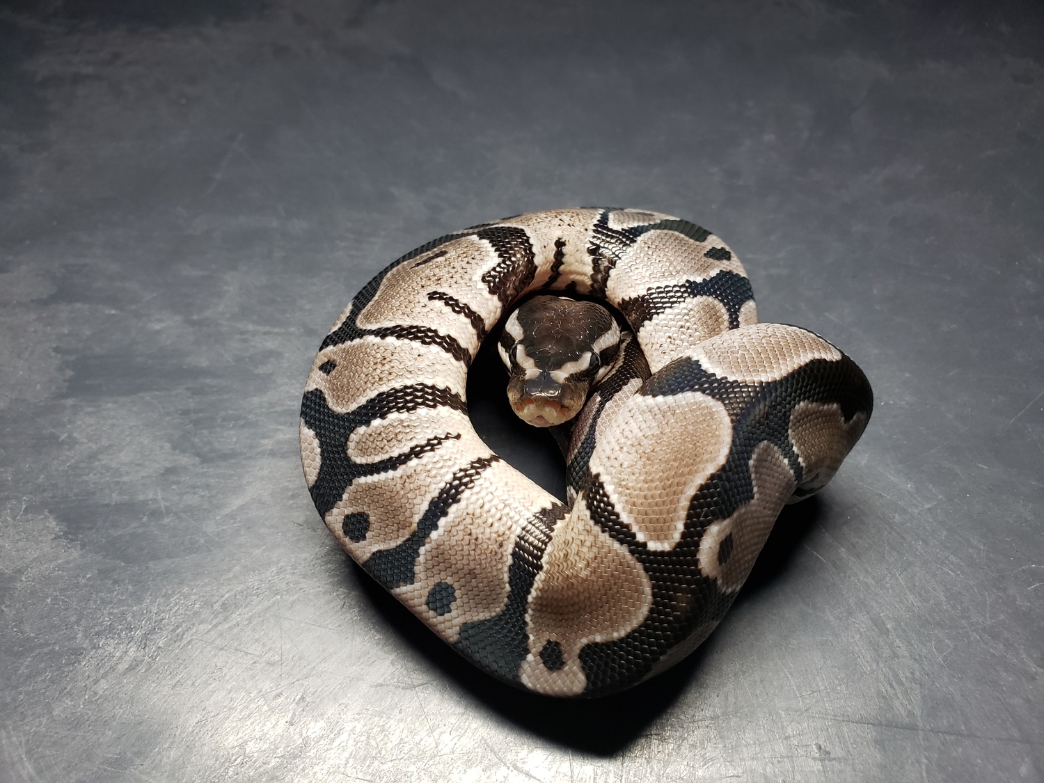 Pastel Axanthic Ball Python by Dubuqueland Reptiles - MorphMarket