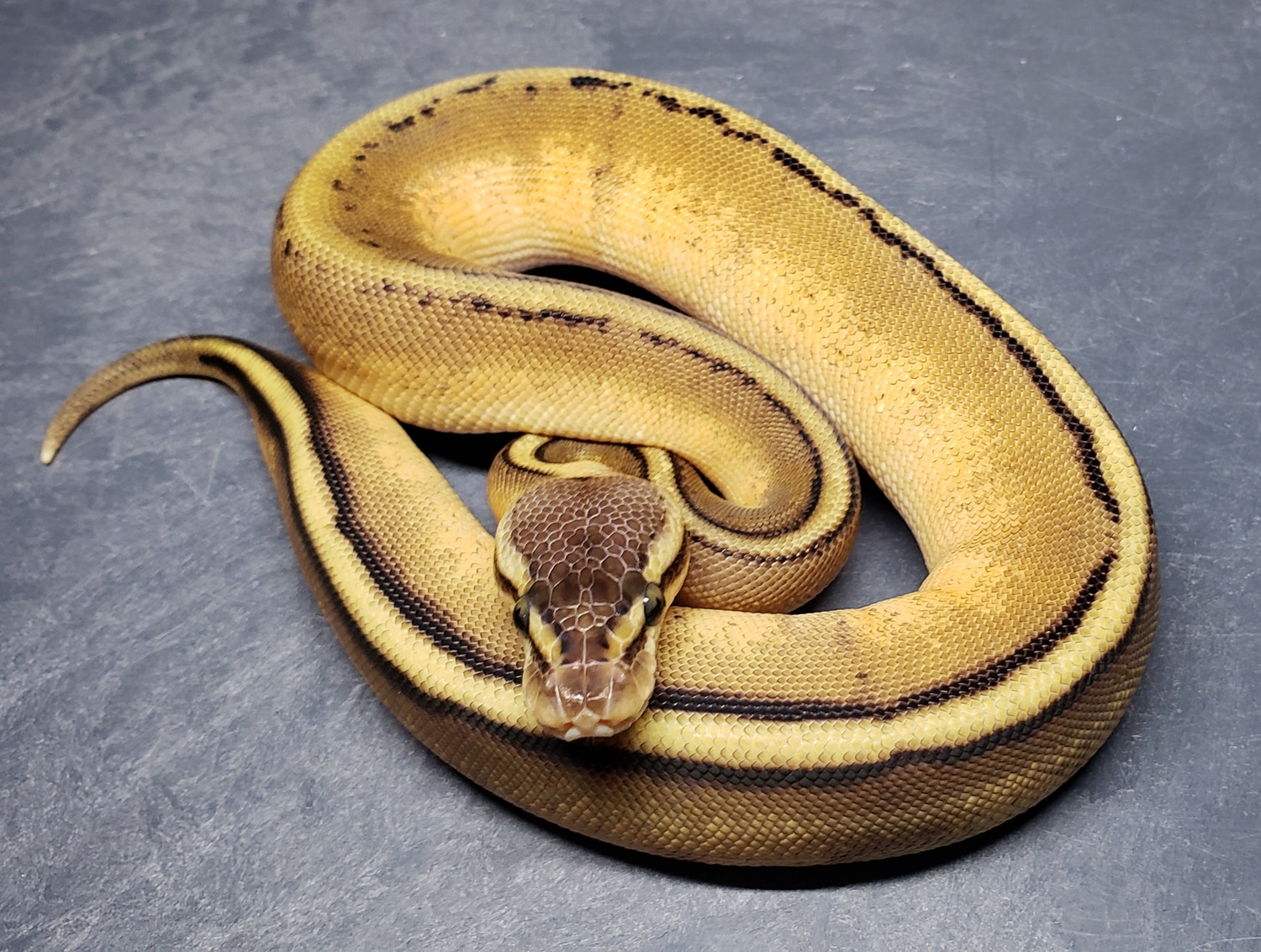 Pastel Genetic Stripe Ball Python by Dubuqueland Reptiles - MorphMarket
