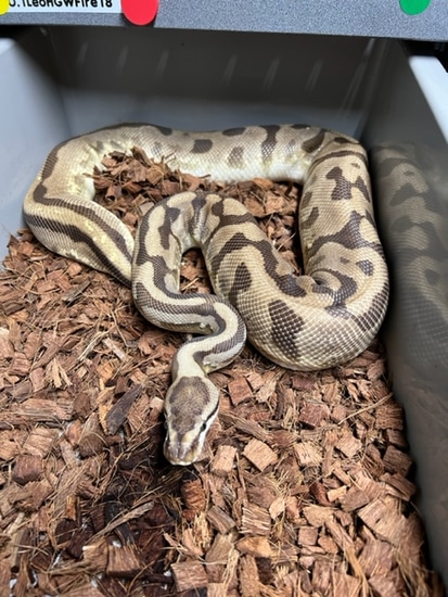 HGW Leopard Fire Ball Python by Dubuqueland Reptiles