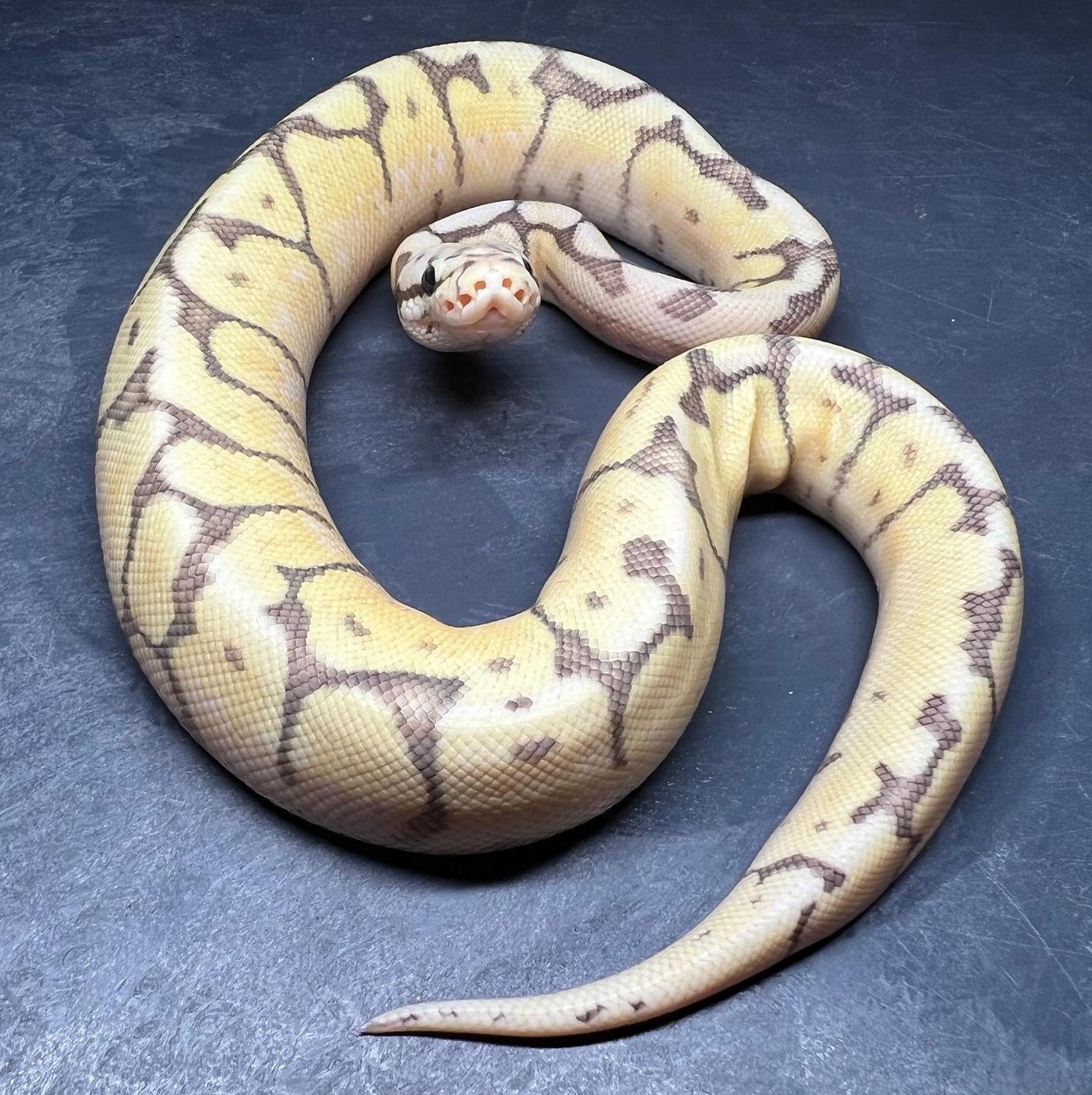 Killer Bee 66% VPI Ball Python by Dubuqueland Reptiles - MorphMarket