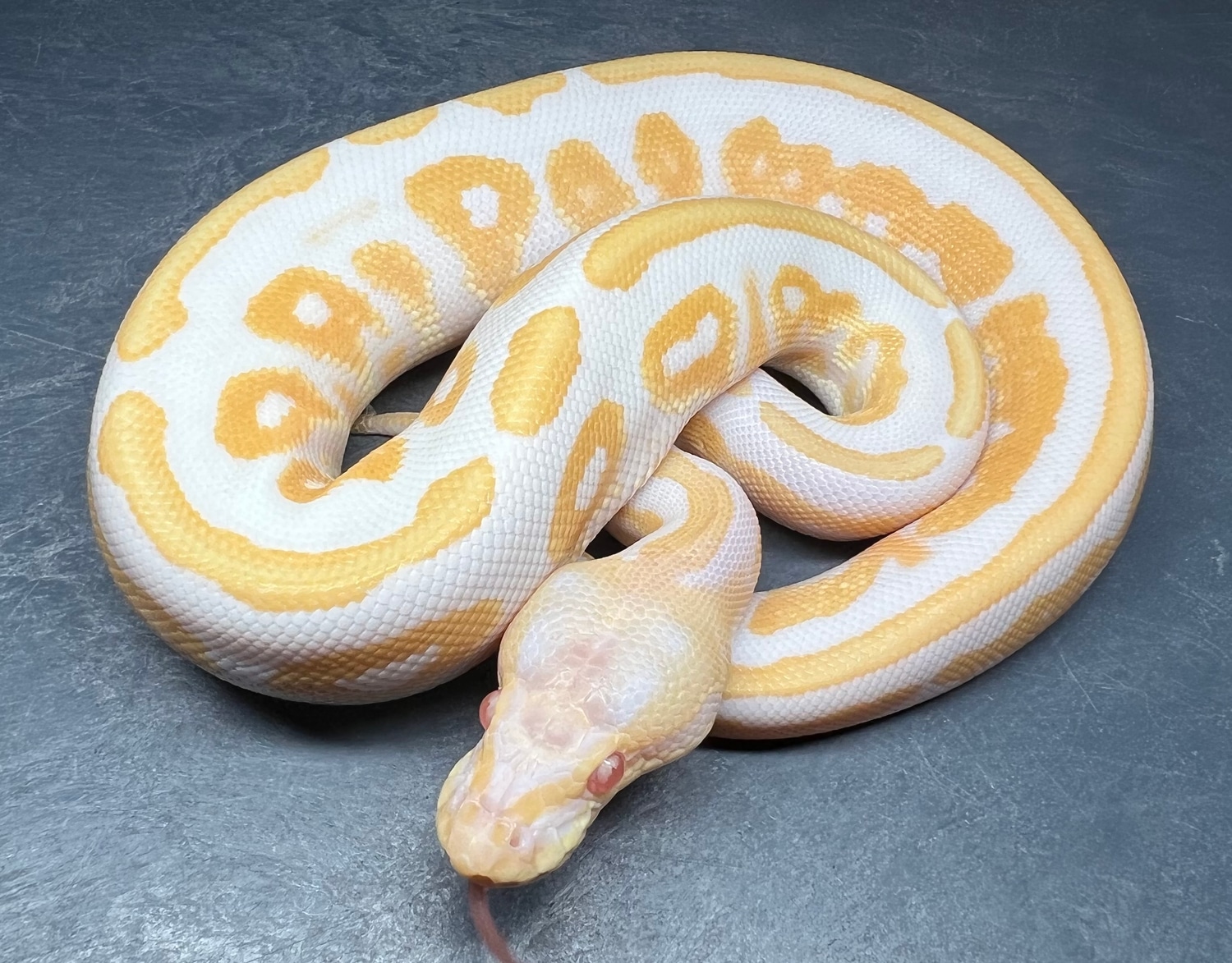 Cinnamon Albino 100% Het Pied Ball Python by Dubuqueland Reptiles - MorphMarket