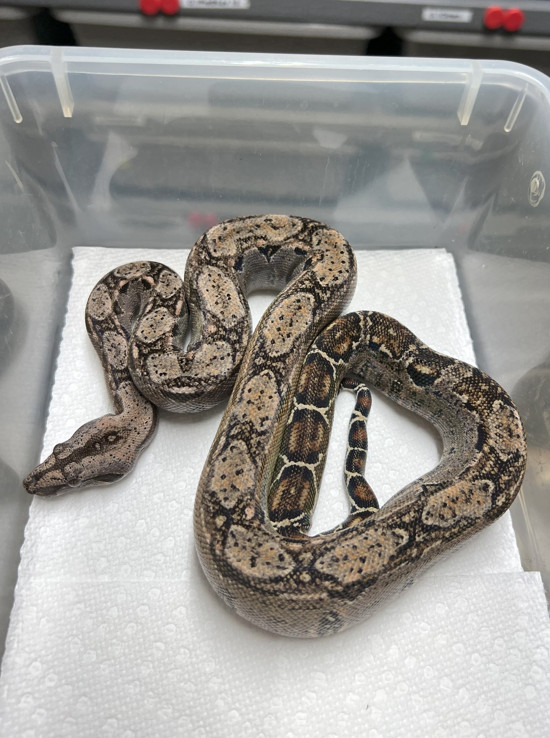 Sonoran Het Leopard Boa Constrictor by Dubuqueland Reptiles - MorphMarket