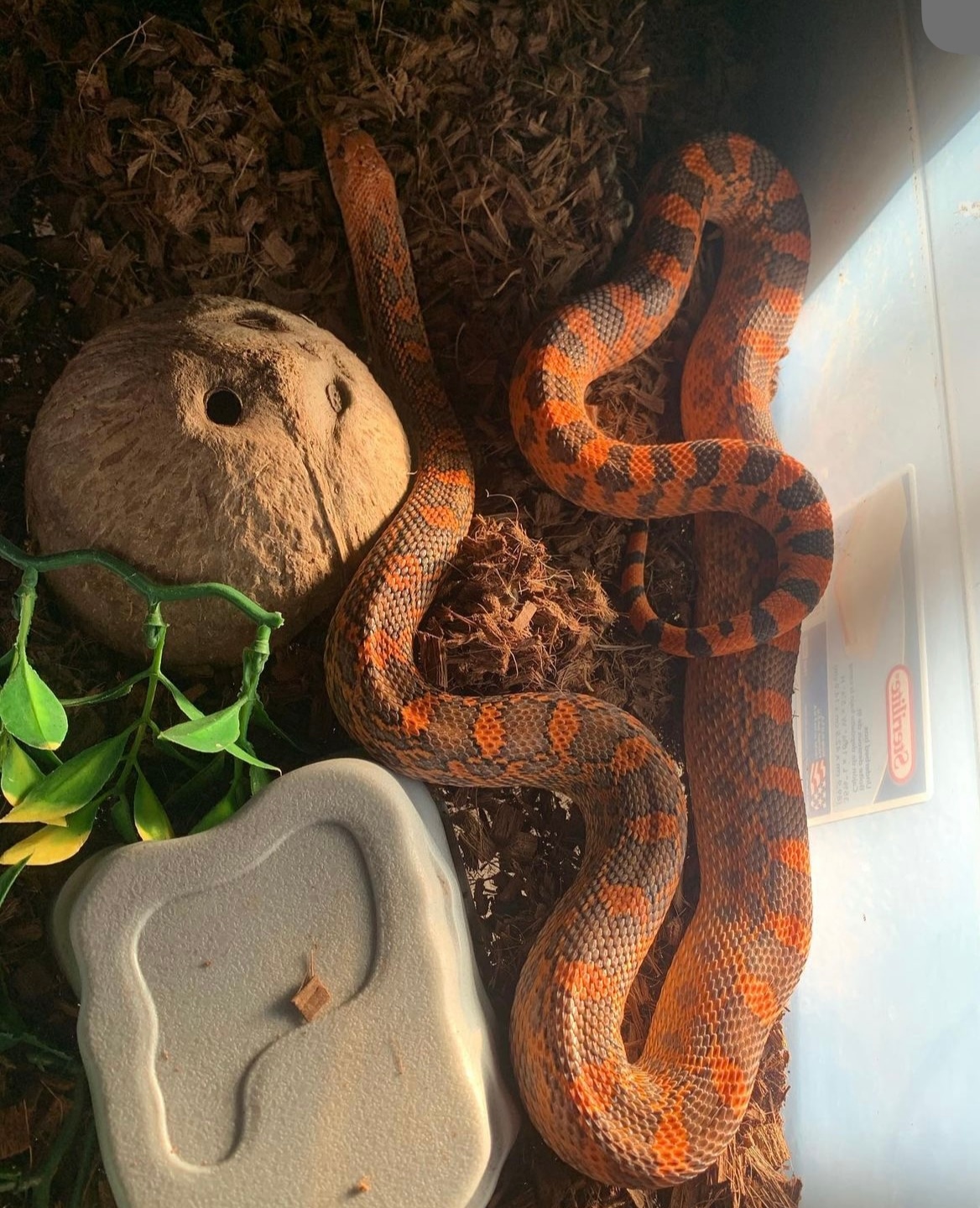 Female Kingsville Red Proven Breeder Adult Bullsnake by Beachside ...