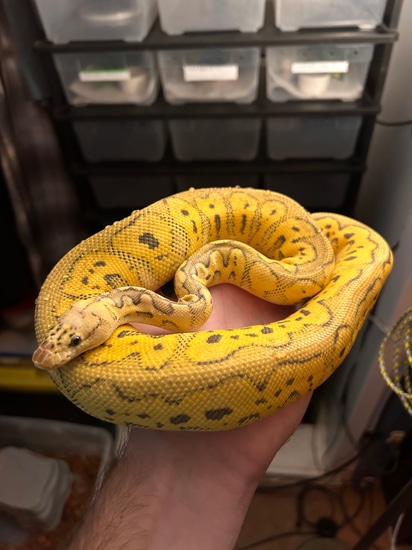 Super Pastel Clown (Killer Clown) Ball Python by Beachside Reptiles