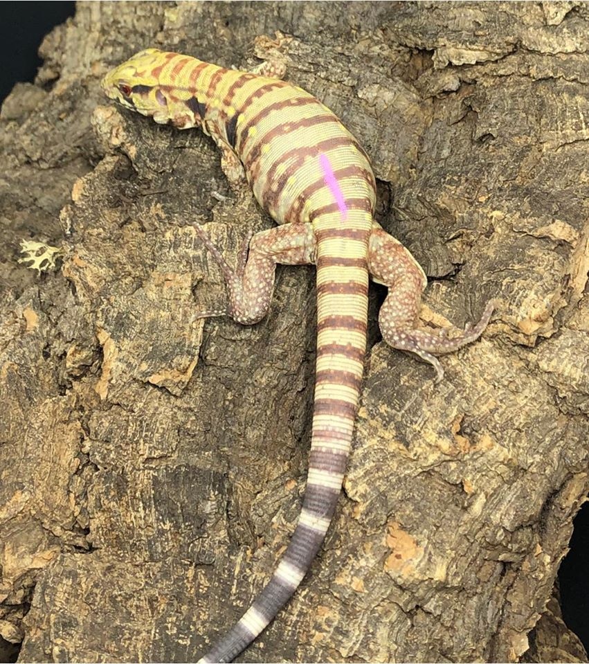 Blue Ice Albino Tegus Salvator Tegu by Jesse's Jungle - MorphMarket