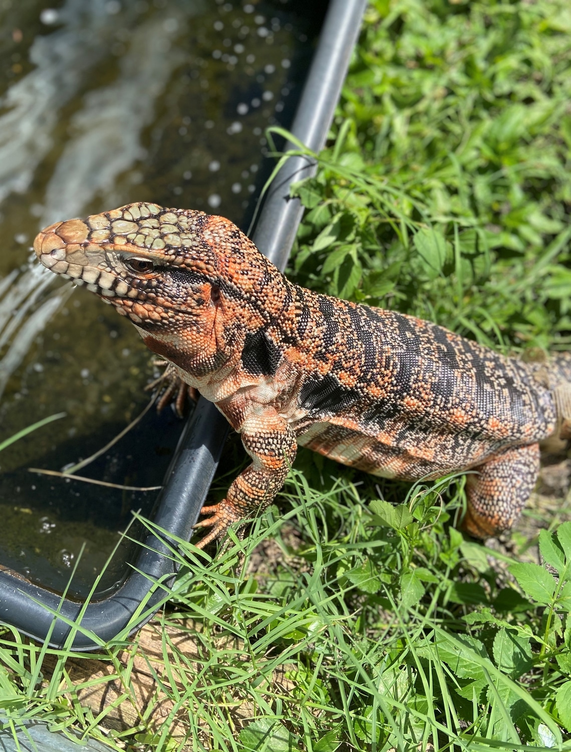 Fire Ice X Blue Ice 100% Het Albino Salvator Tegu by Jesse's Jungle ...