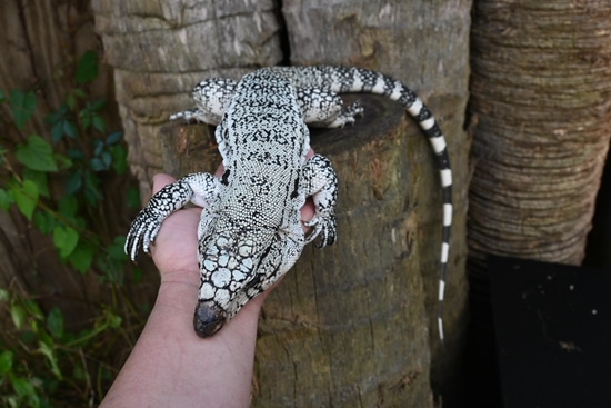 Extreme High White Pure Blue Argentine Tegus by Jesse's Jungle