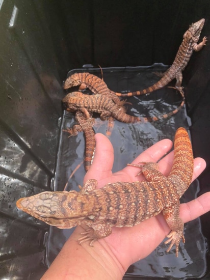 Pure Red "pastel" 66%het Anery Other Tegus by Jesse's Jungle