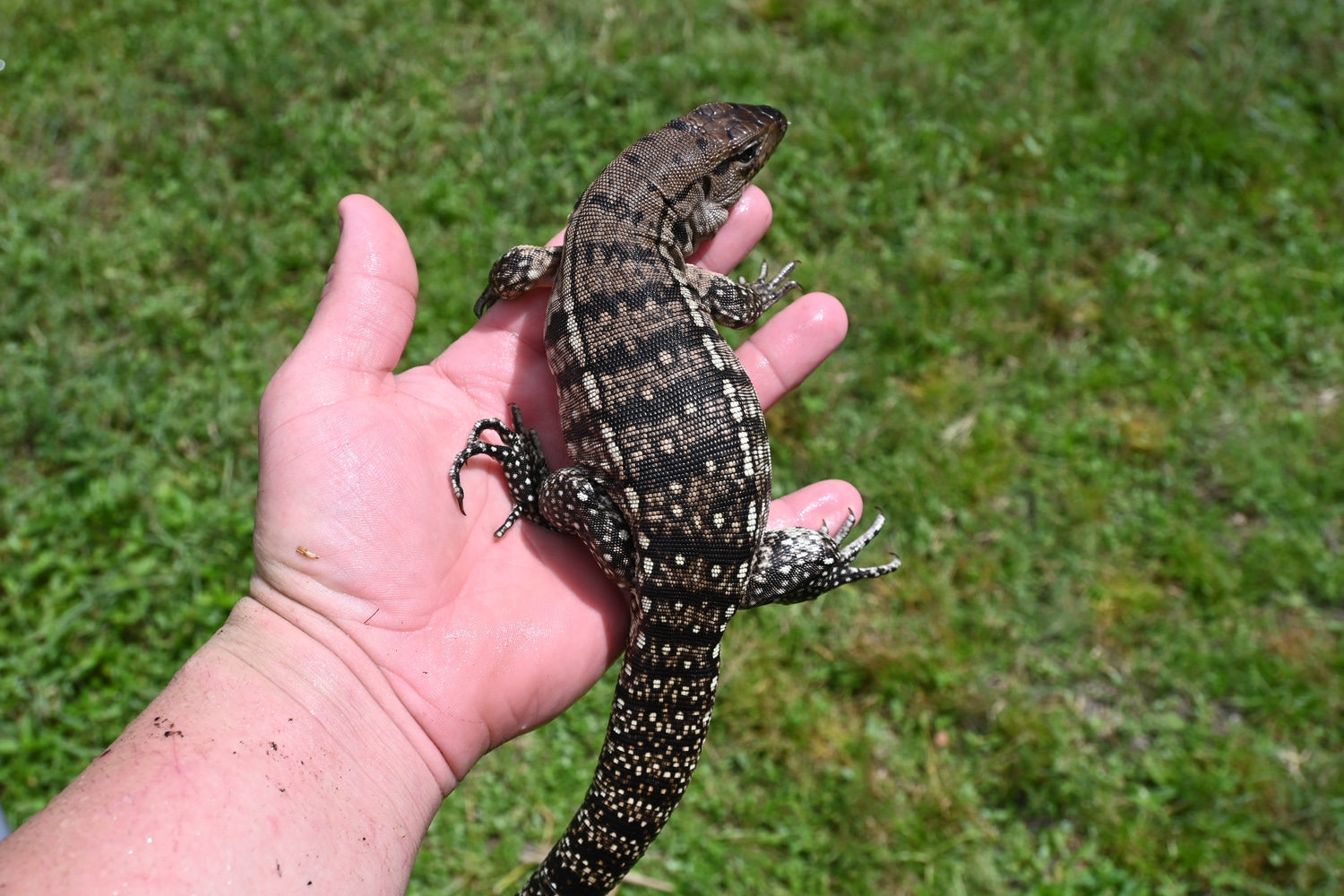 Blue Ice Hybrid 100% HET Albino Tegu Salvator Tegu by Jesse's Jungle ...